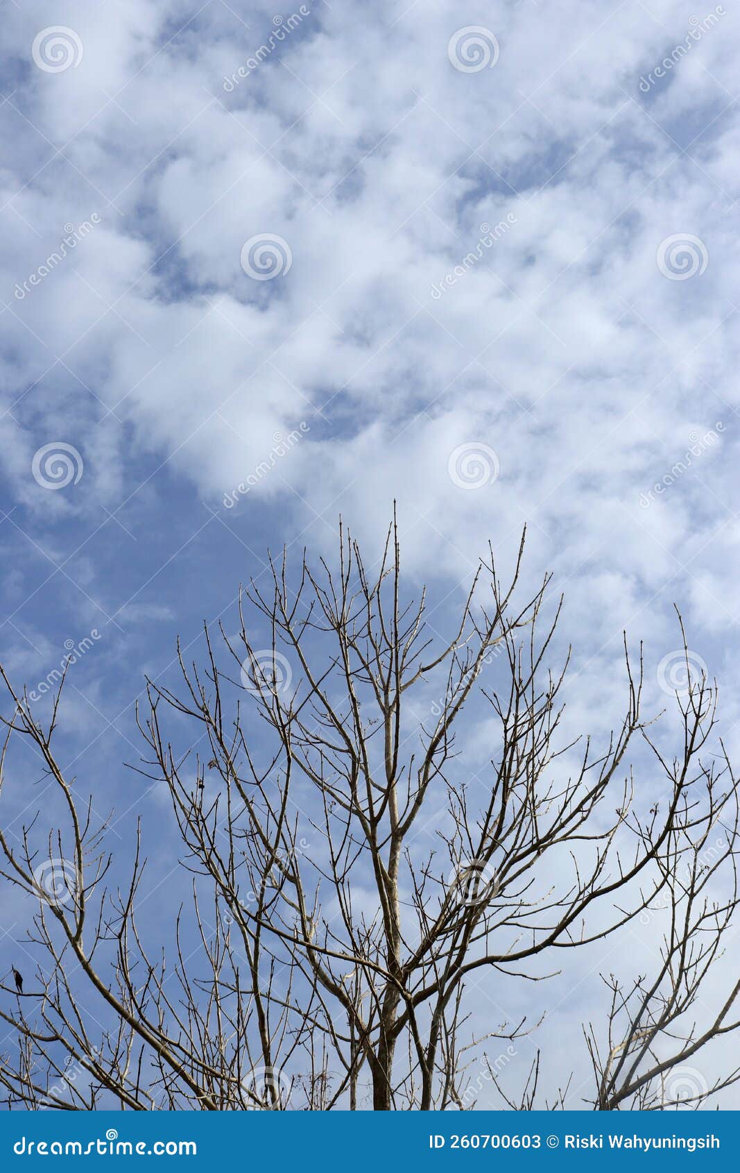 The Silhouette of a Tree without Leaves on the Background of a Light ...