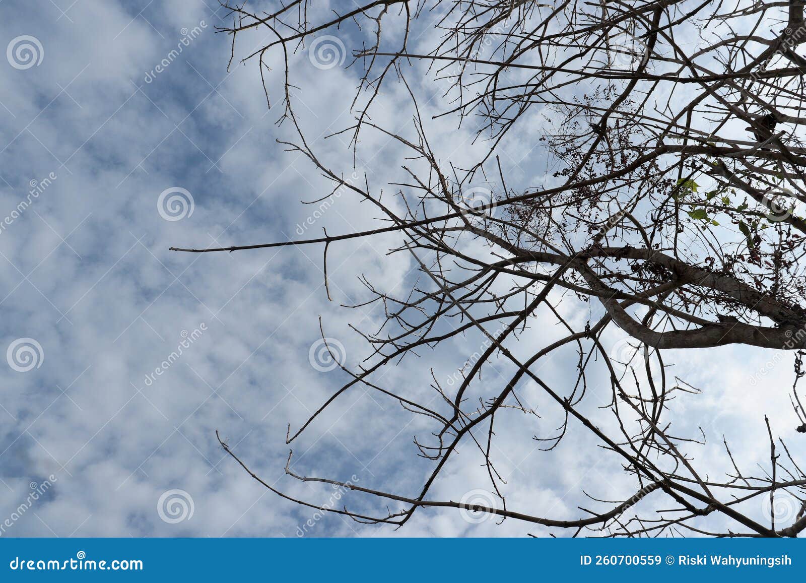 The Silhouette of a Tree without Leaves on the Background of a Light ...