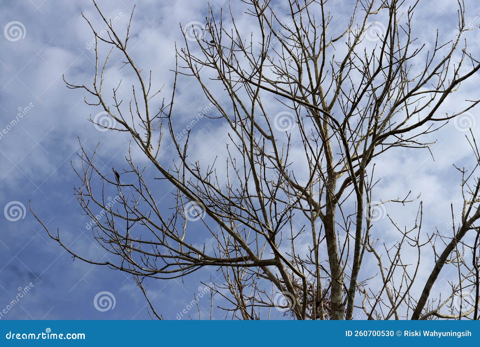 The Silhouette of a Tree without Leaves on the Background of a Light ...