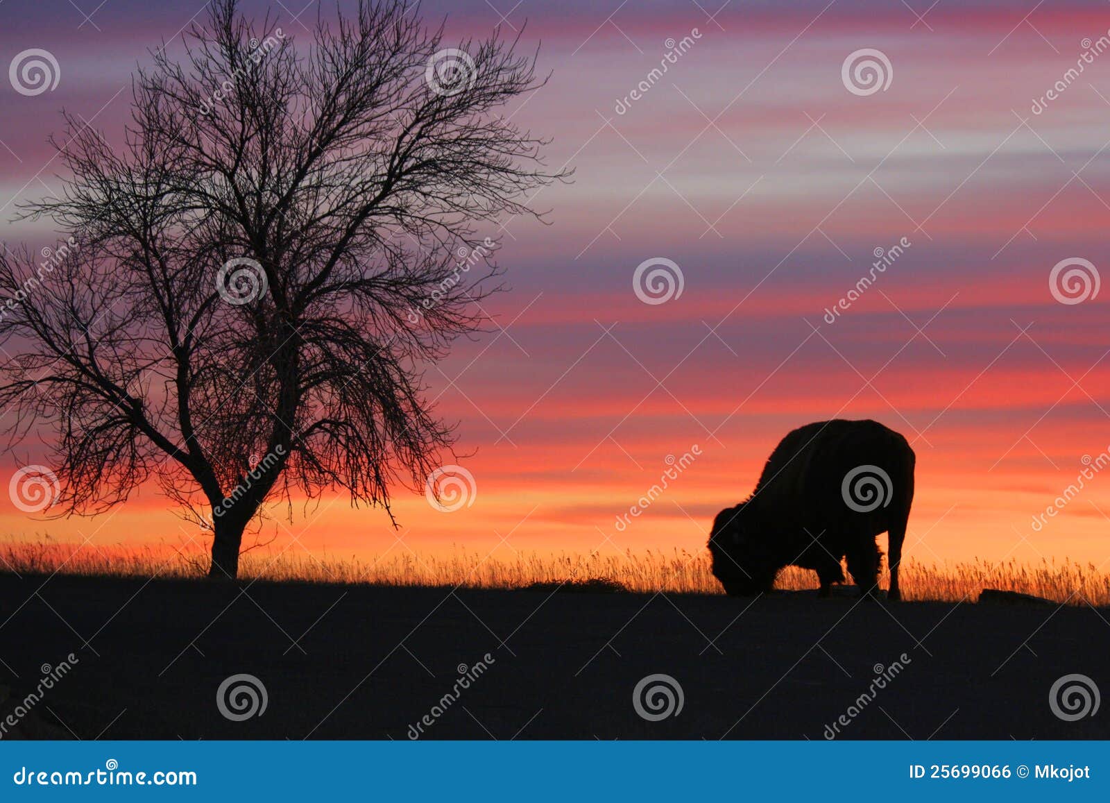 Silhouette of Tree and Lonely Bison Stock Photo - Image of evening ...
