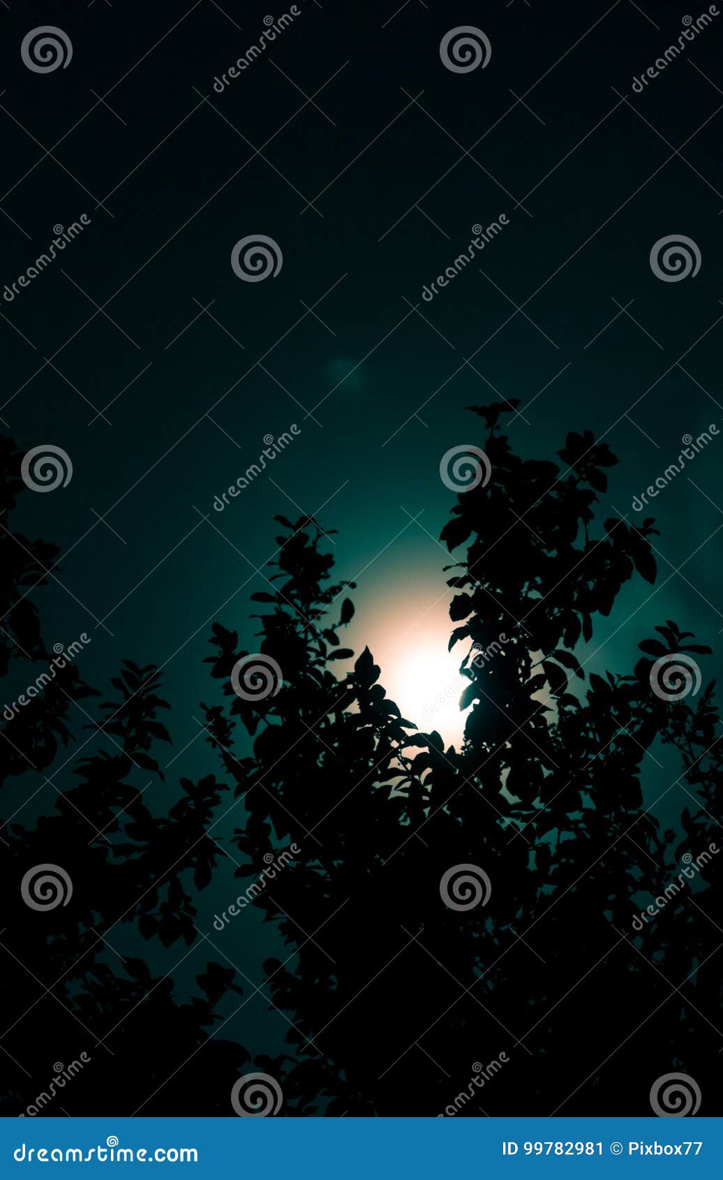 Silhouette of Tree with Moon Light Stock Image - Image of black, forest ...