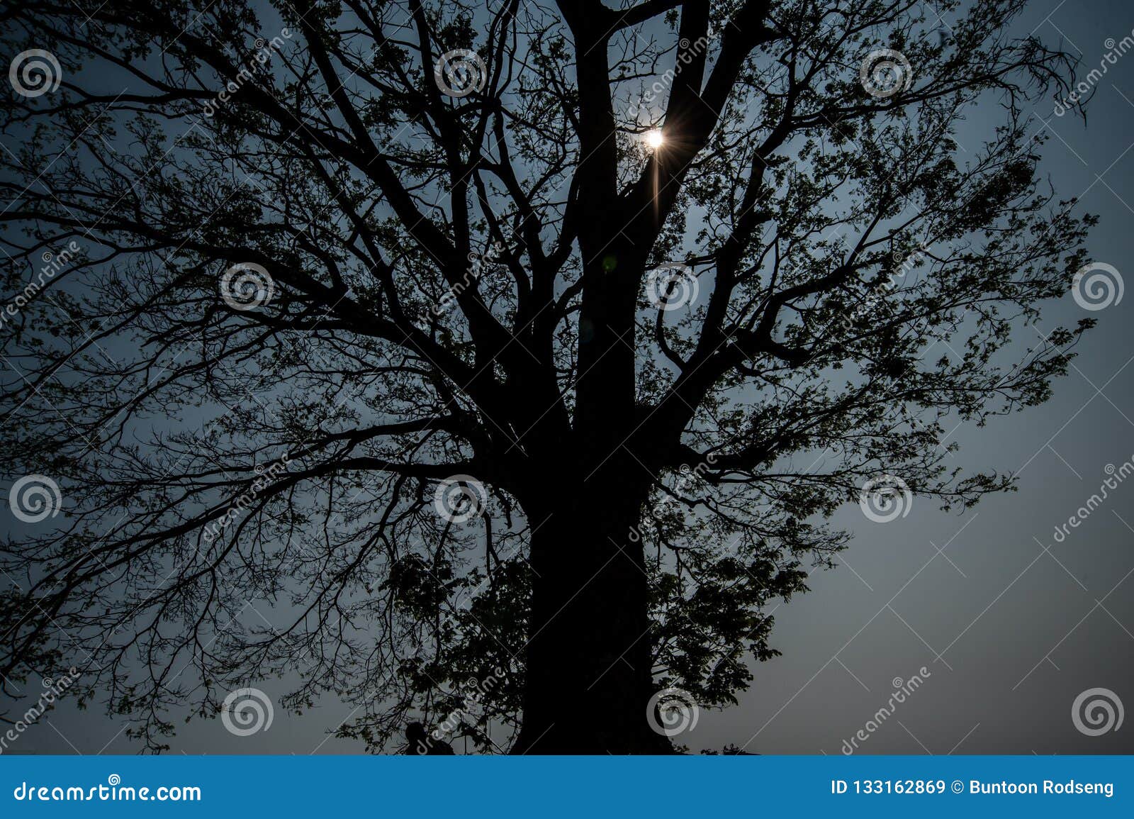 Silhouette Tree during Morning Stock Image - Image of monochrome ...