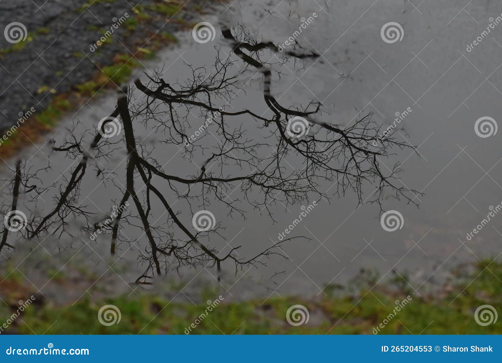 Mud Puddle Reflection stock image. Image of autumn, weather - 265204553
