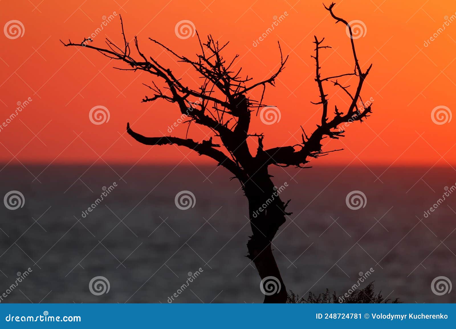 Silhouette of a Tree and the Reflection of the Light of the Rising Sun ...