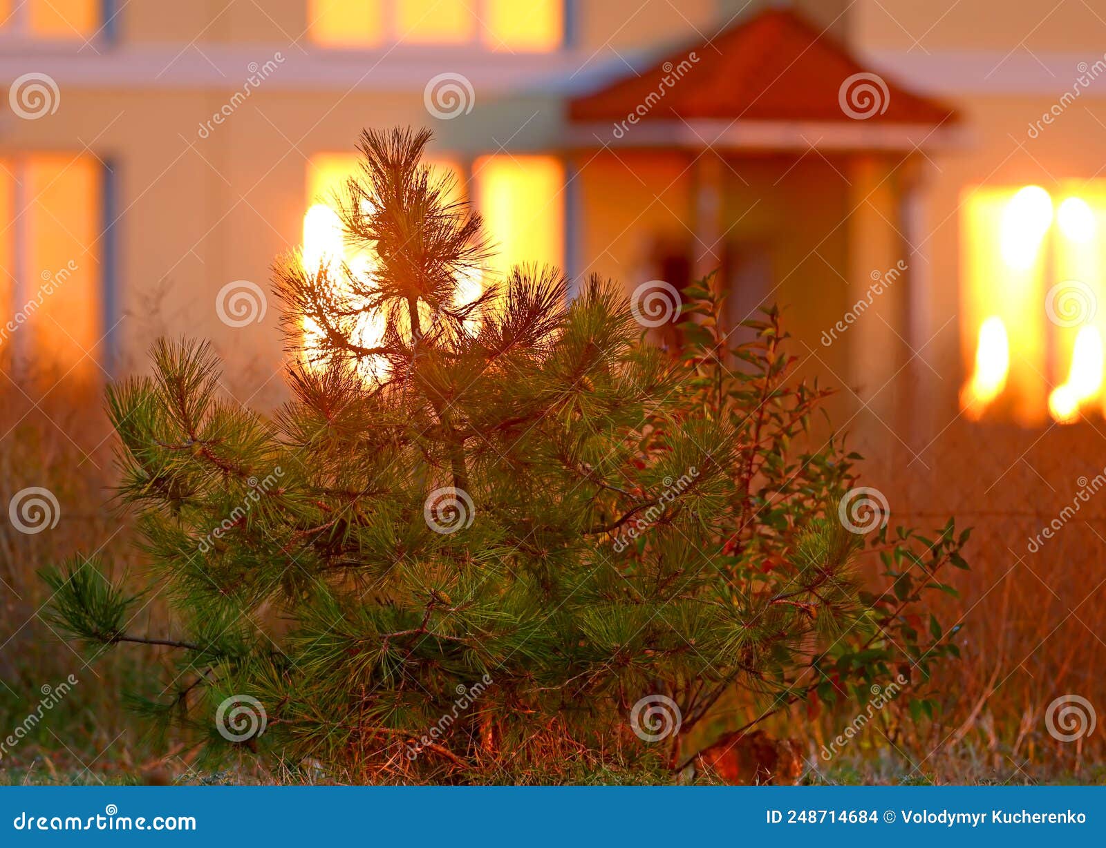 Silhouette of a Tree and the Reflection of the Light Stock Photo ...