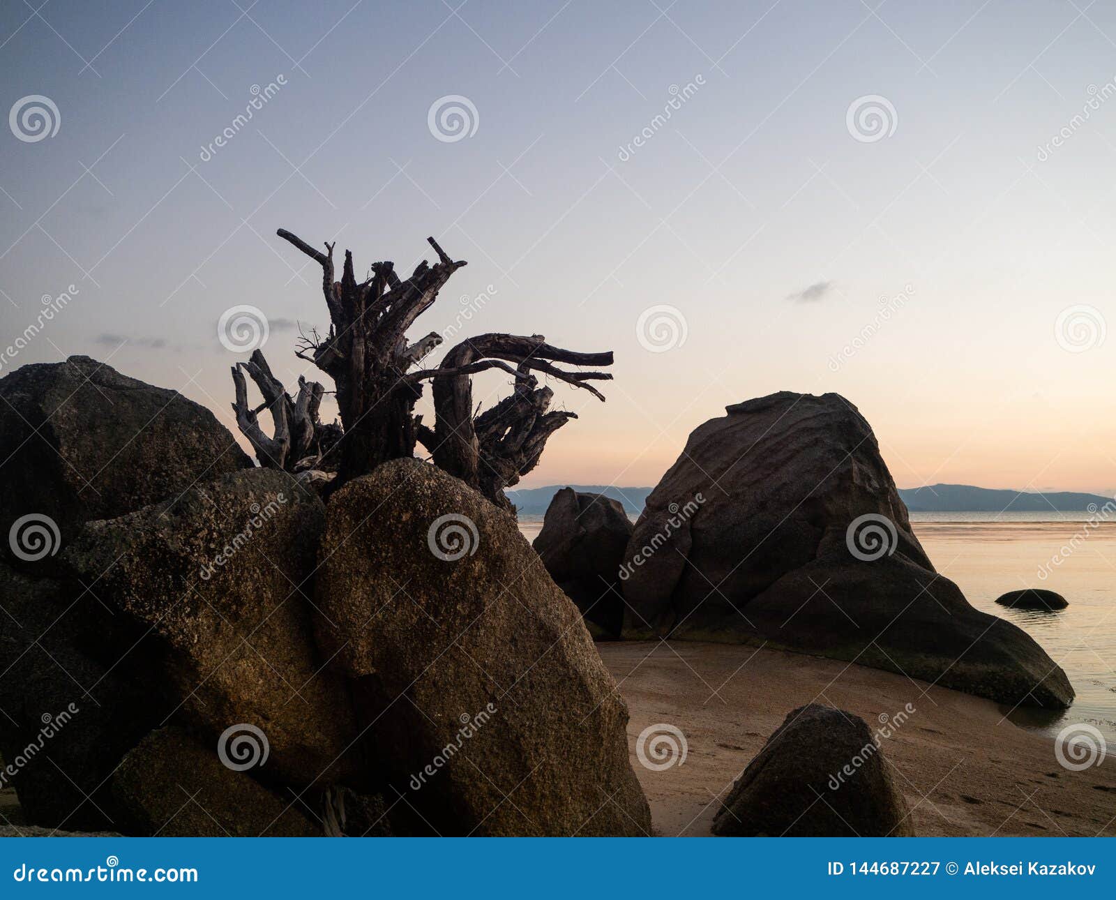 Silhouette of Tree Roots on the Beach at Sunset Stock Image - Image of ...