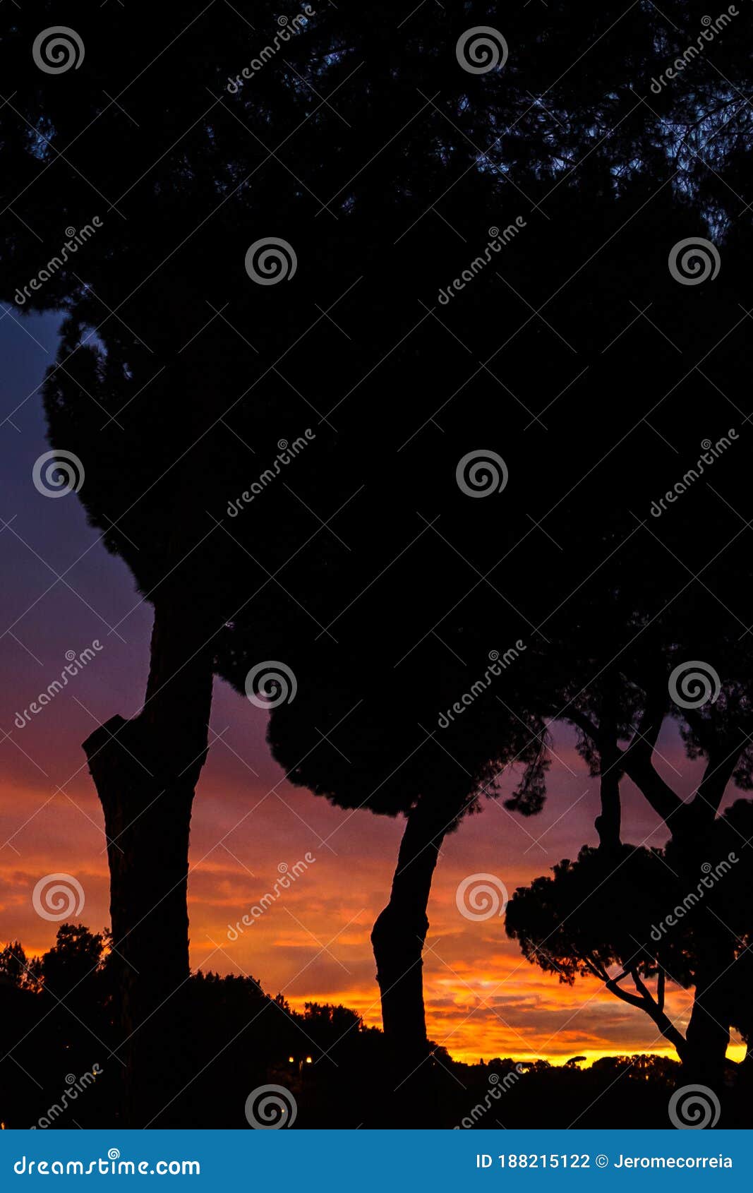 Silhouette of Tree in Shadow Puppets at Sunset in Rome Stock Photo ...