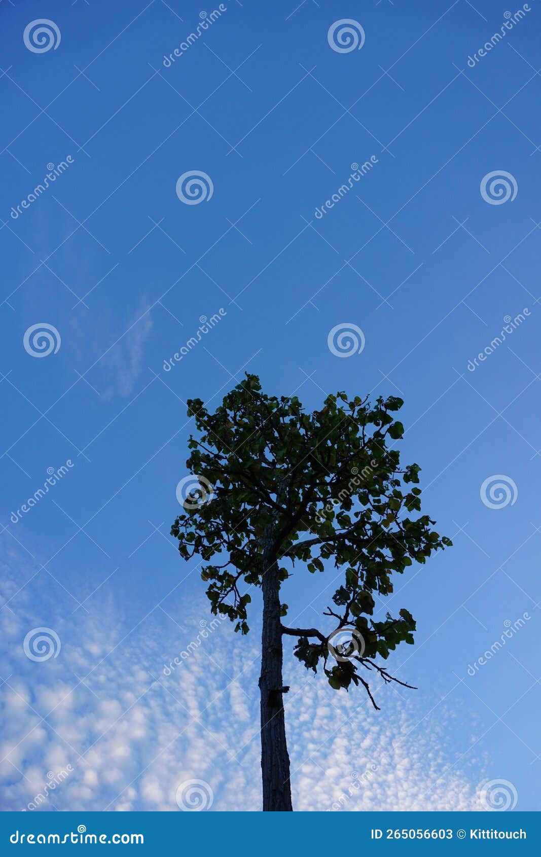 Pine Tree Sil Stock Photos - Free & Royalty-Free Stock Photos from ...