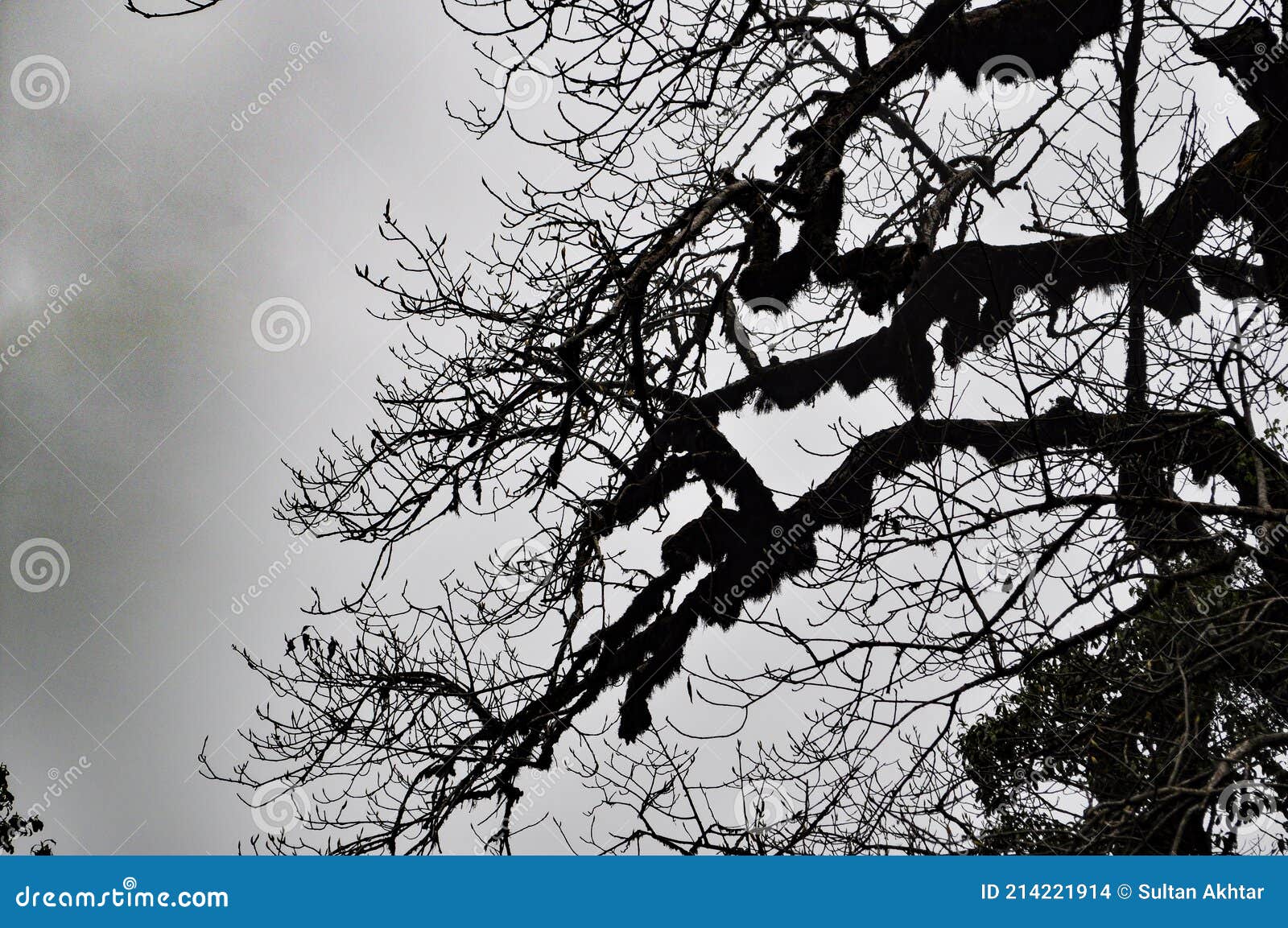 The Silhouette Tree Steam and Branches Stock Photo - Image of black ...