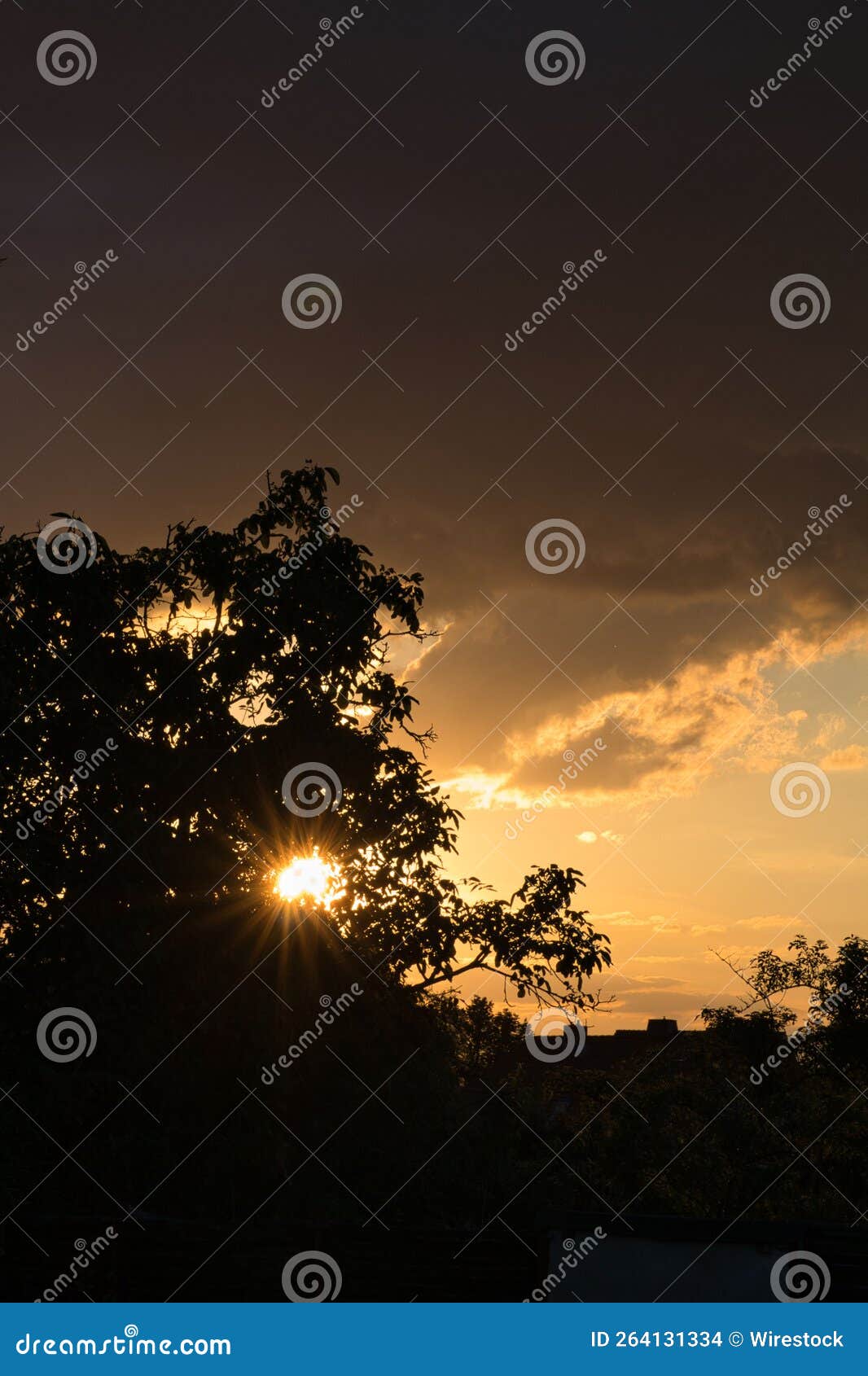 Silhouette of Tree during Sunset Stock Photo - Image of drone, season ...