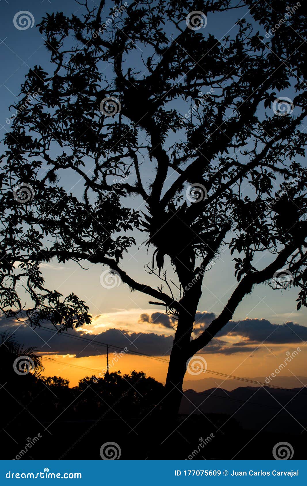 Silhouette of a Tree with a Sunset in the Background. Stock Image ...