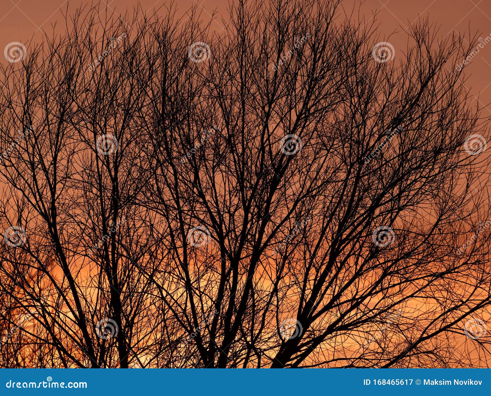 Silhouette of a Tree at Sunset. Stock Image - Image of tree ...