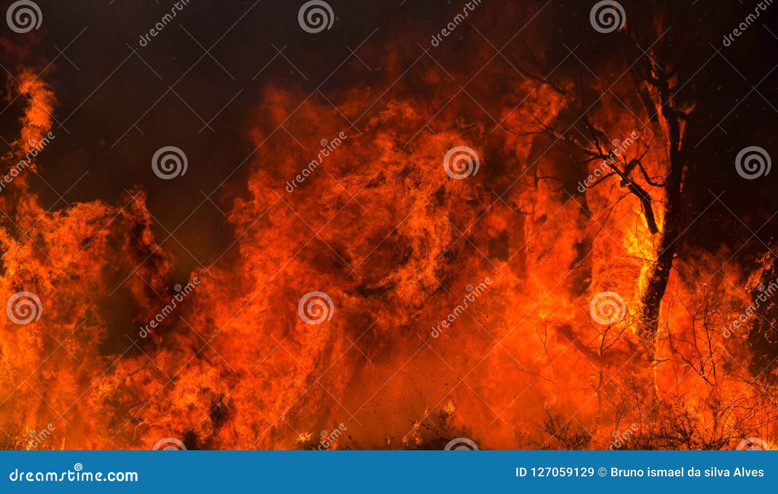 Silhouette of a Tree Swallowed by Flames. Stock Image - Image of forest ...