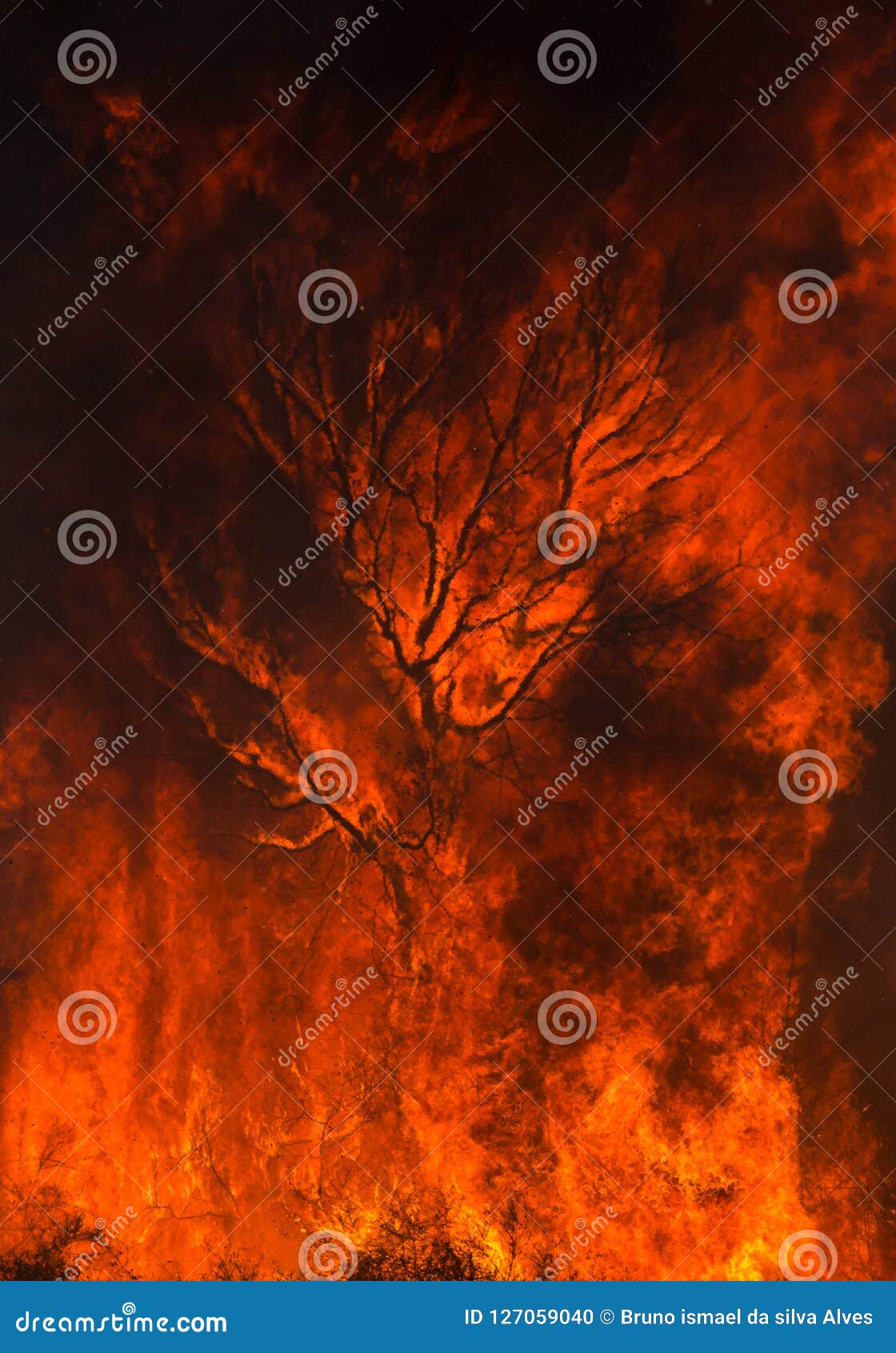 Silhouette of a Tree Swallowed by Flames. Stock Photo - Image of heat ...