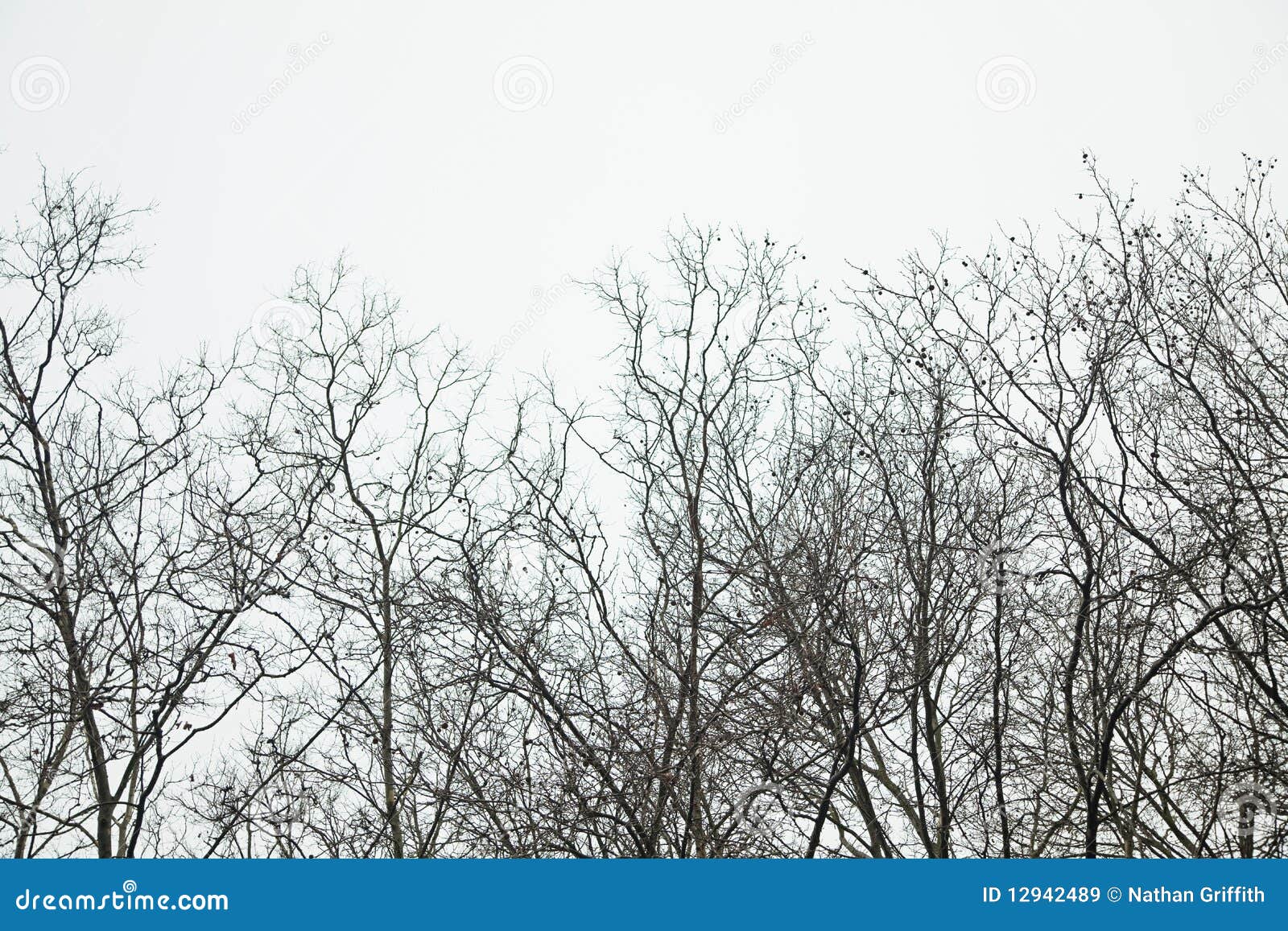 Silhouette of Tree Tops in Row Stock Image - Image of melancholy, space ...