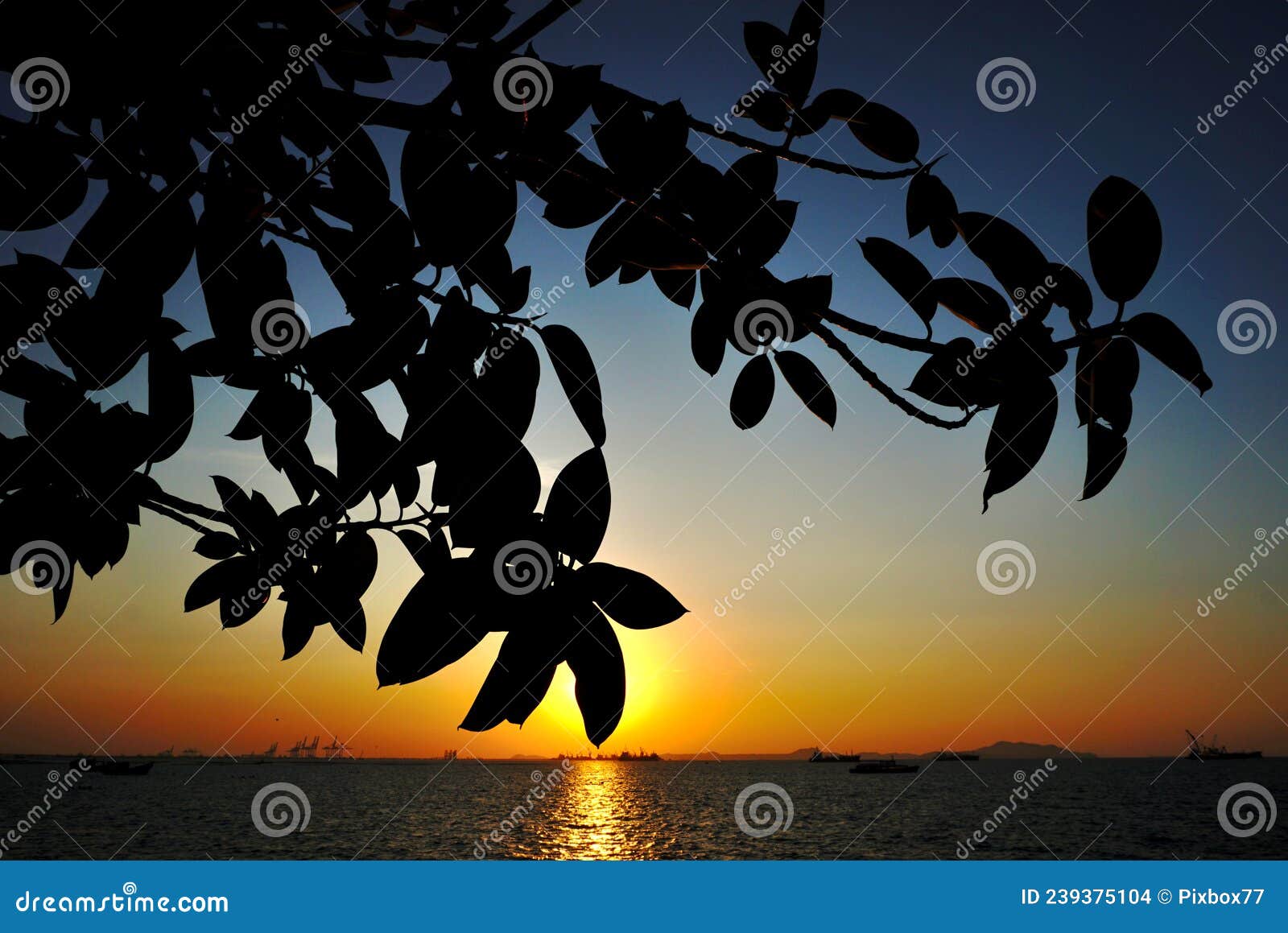 Silhouette of Tree Trunk with Sunset Background Stock Photo - Image of ...