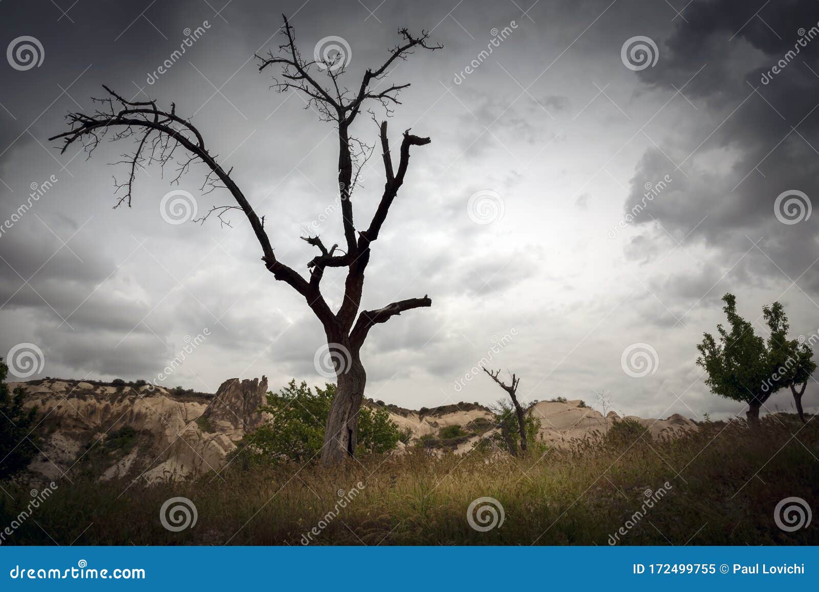 Silhouette of a Tree in a Valley Stock Image - Image of tree, rocky ...