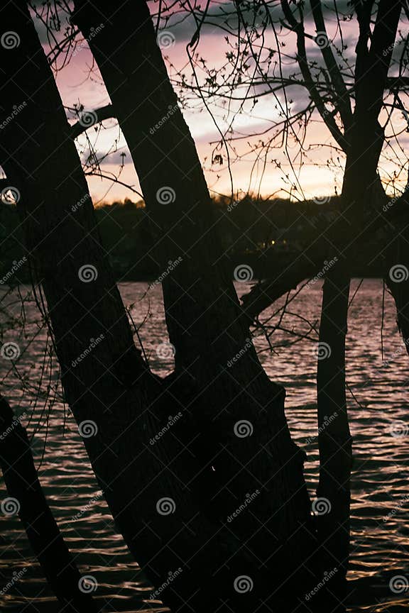 Silhouette Tree by the Water at Sunset. Stock Image - Image of backlit ...