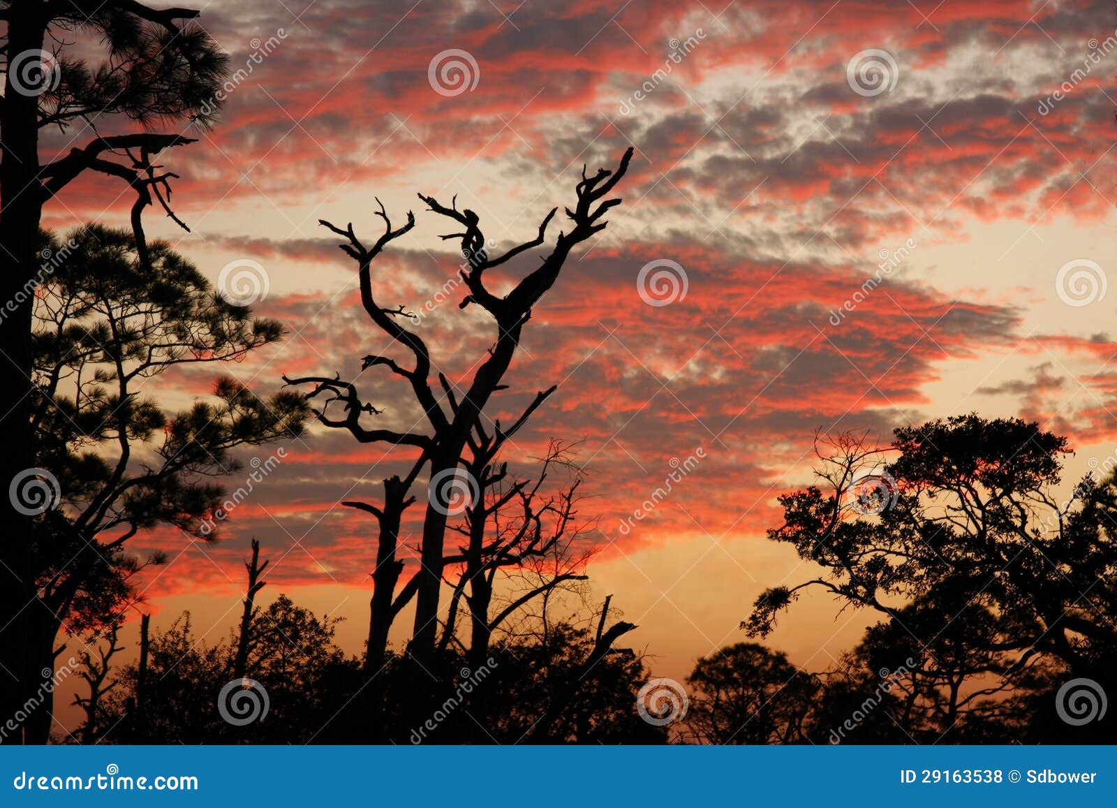 Silhouette of Trees Against Sunset Stock Photo - Image of silhouette ...