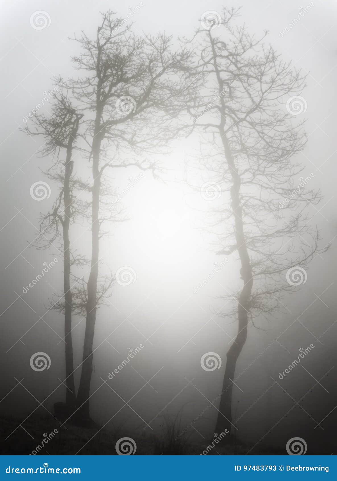Silhouette trees and fog stock image. Image of frame - 97483793