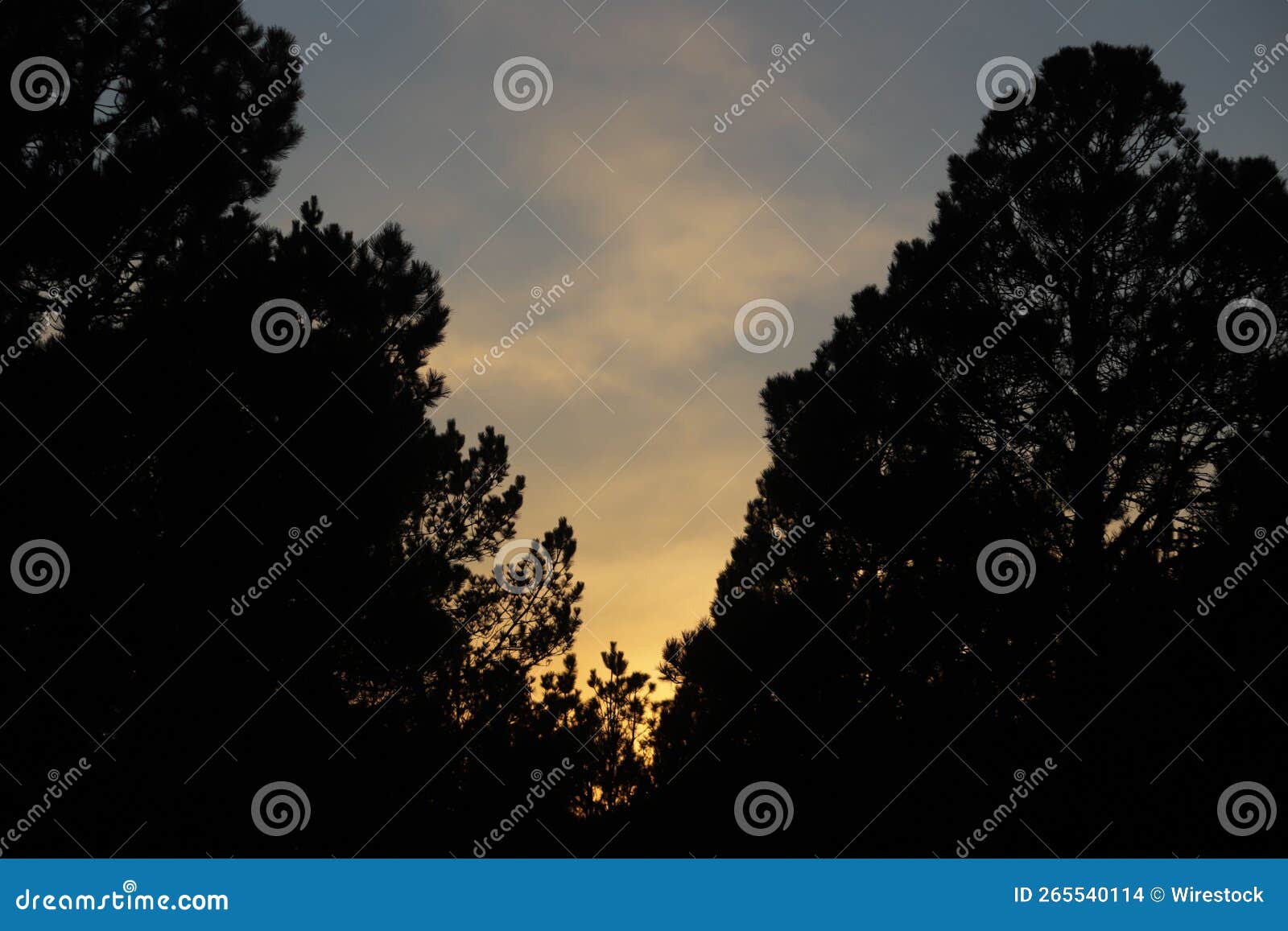 Silhouette of Trees in a Forest during the Sunset Stock Photo - Image ...