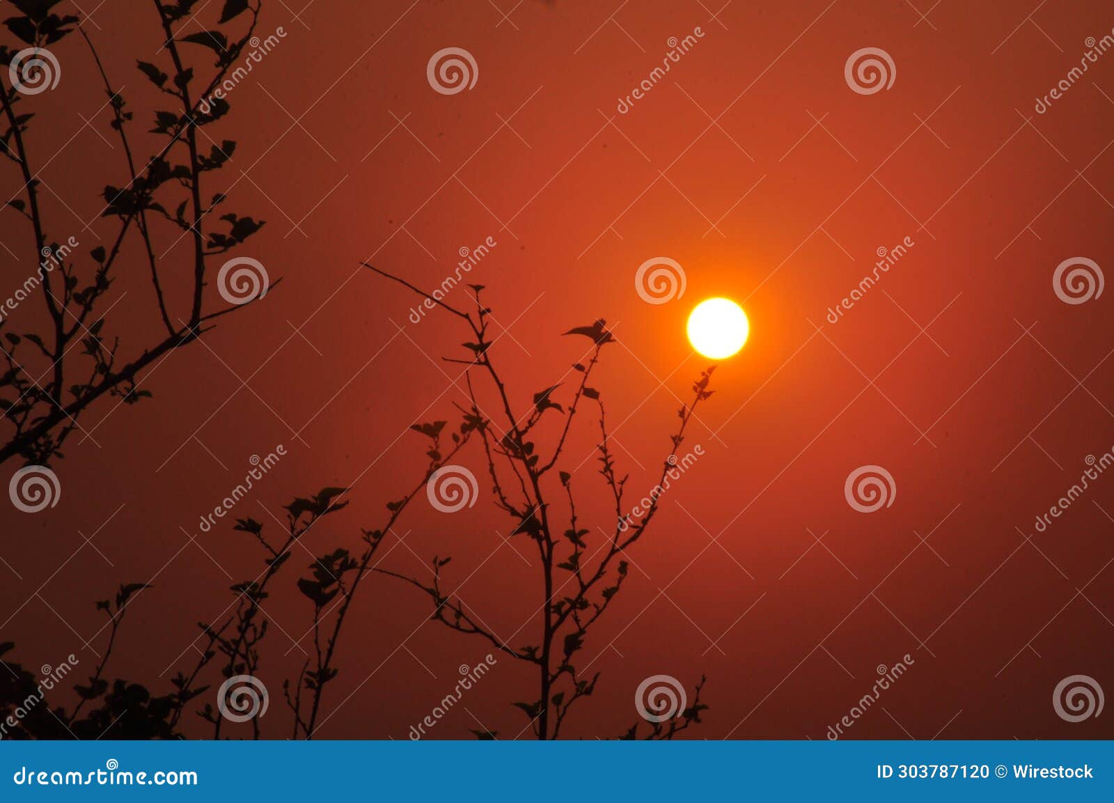 Silhouette of Trees with the Red Setting Sun in the Background Stock ...