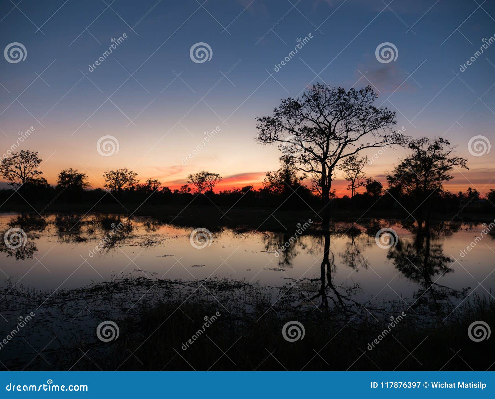 Silhouette Trees Reflected from the Pond Stock Image - Image of water ...
