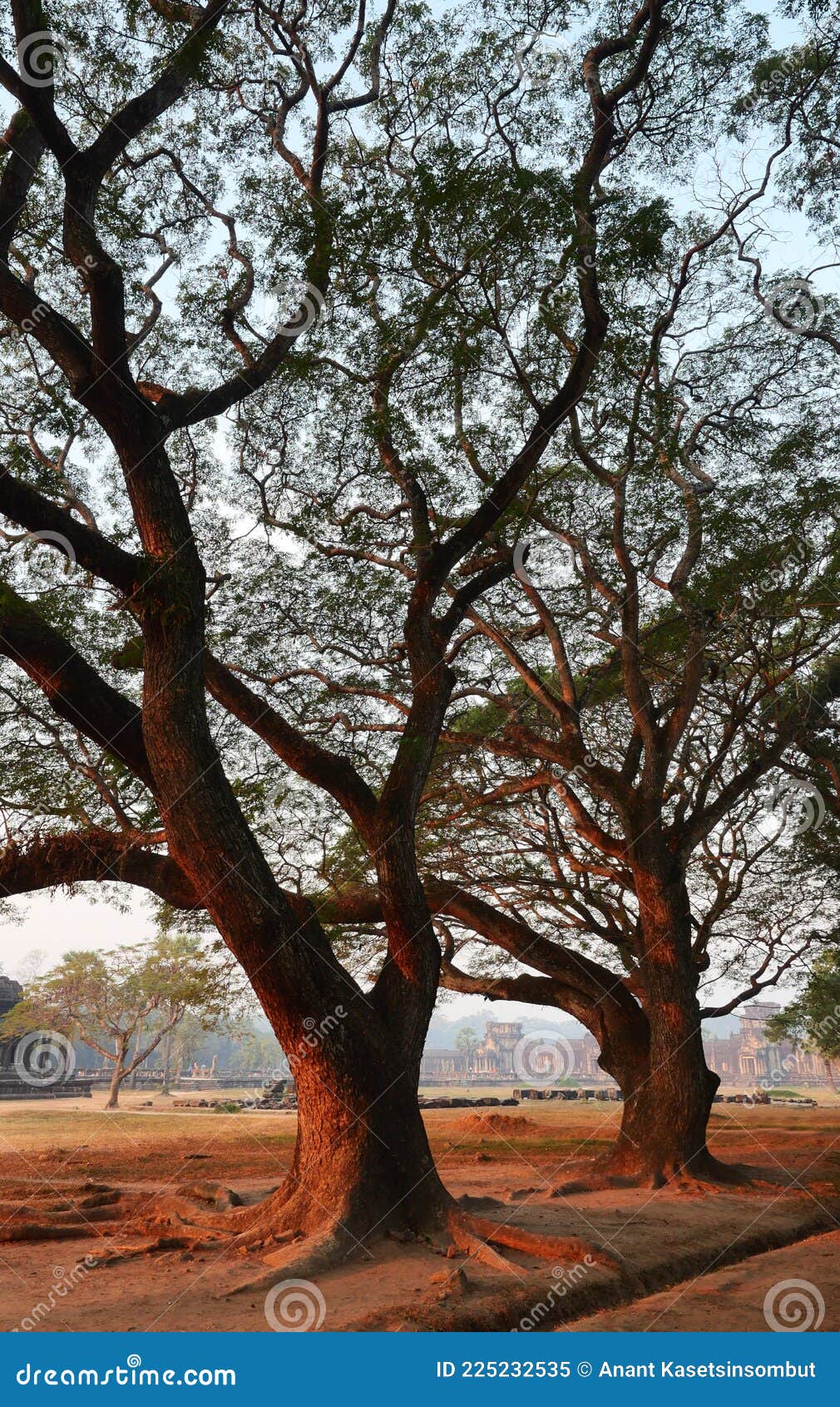 The Silhouette of the Trunk and Branches of the Large Monkey Pod or ...