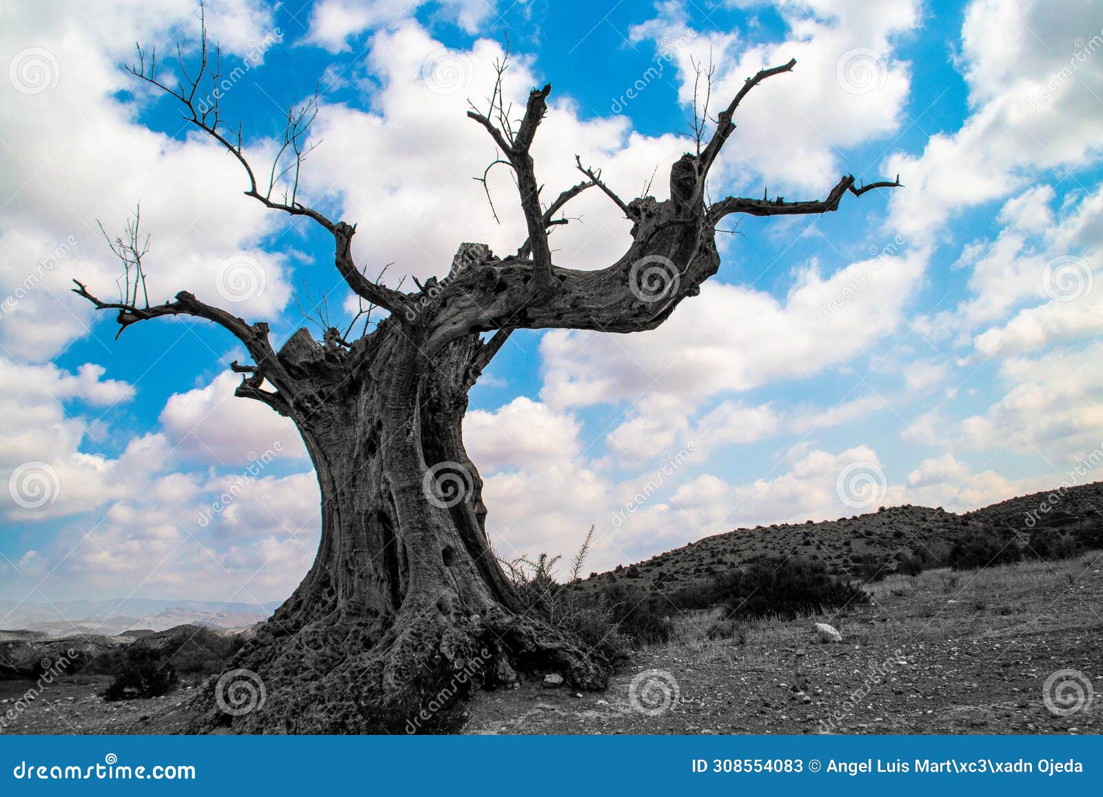 Silhouette of the Trunk of an Old Dead Olive Tree in Spain. Stock Image ...