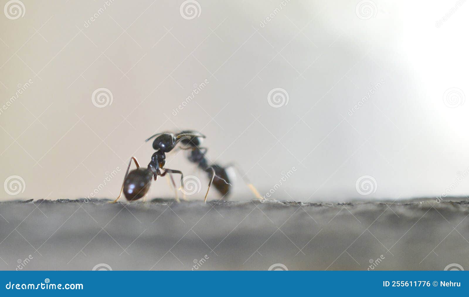 Silhouette Two Ants On Cement Wall Is Half Divided Flame With Blur ...