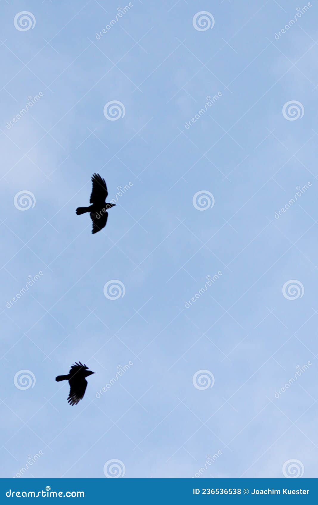 Silhouette of Two Crows Flying in the Sky Stock Photo - Image of beak ...