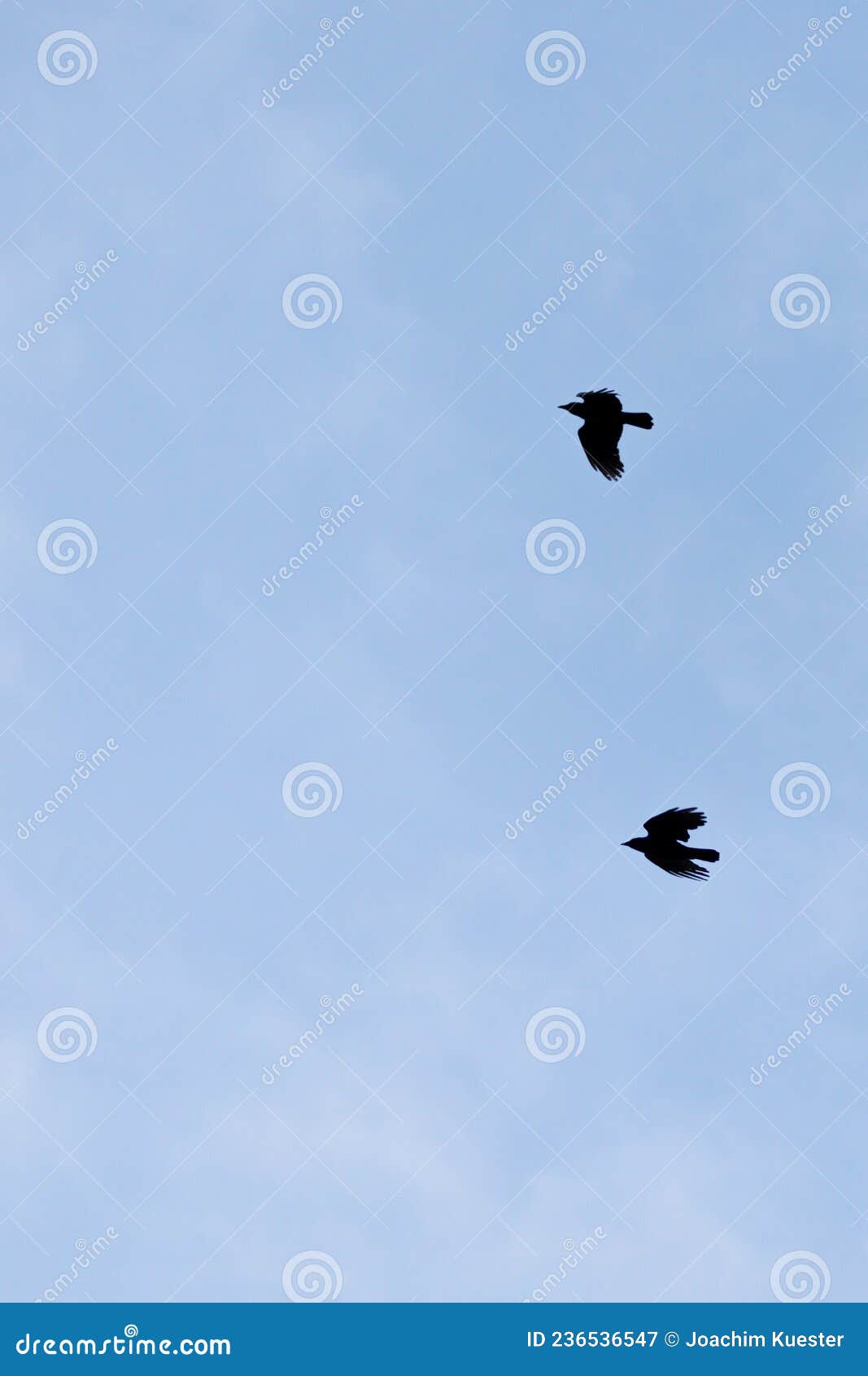Silhouette of Two Crows Flying in the Sky Stock Image - Image of animal ...