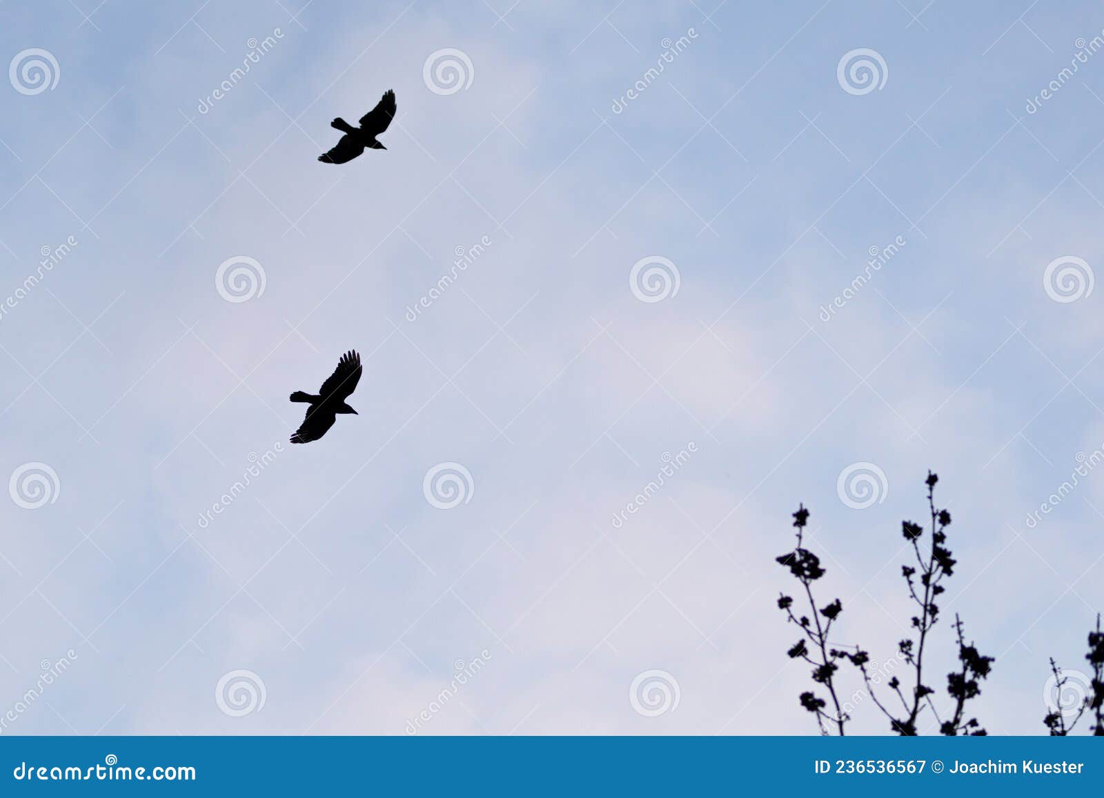 Silhouette of Two Crows Flying in the Sky Stock Image - Image of heaven ...