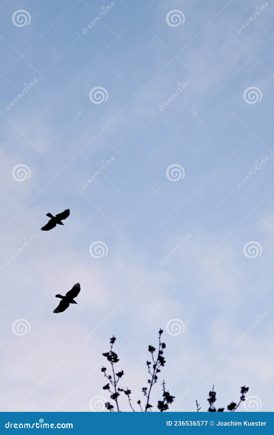 Silhouette of Two Crows Flying in the Sky Stock Image - Image of copy ...
