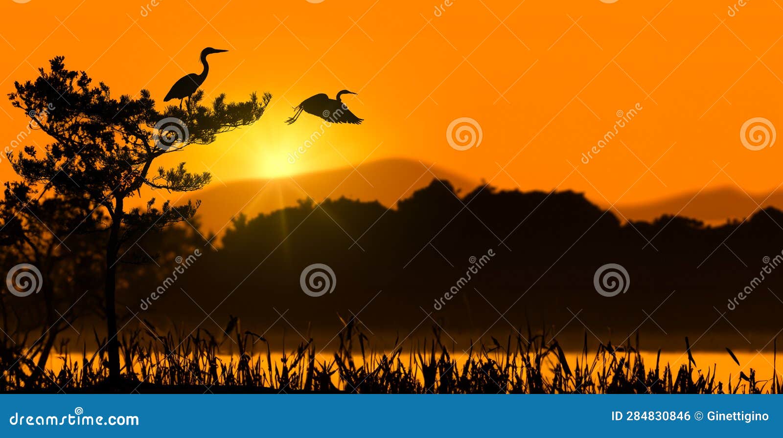 Silhouette of Two Herons at Sunset Stock Photo - Image of great ...