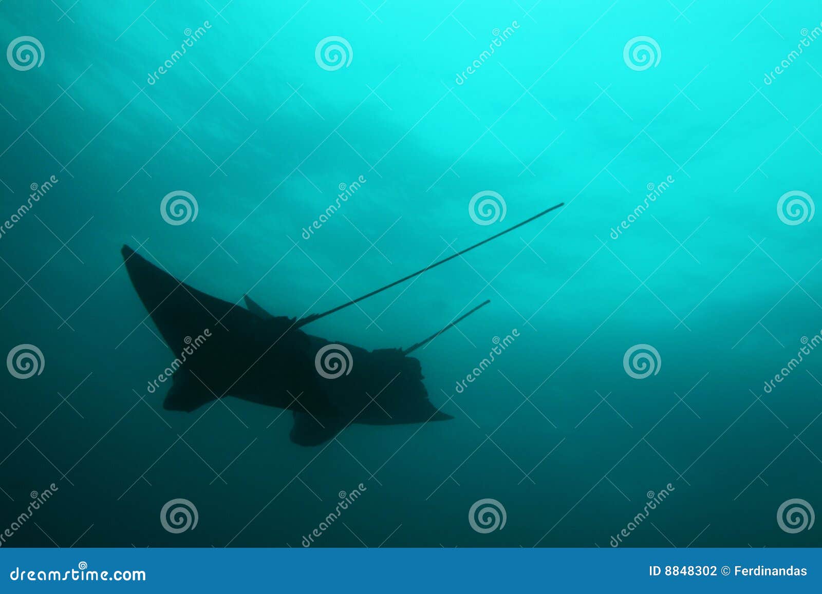 Silhouette of Two Stingrays Above Stock Photo - Image of stingray ...