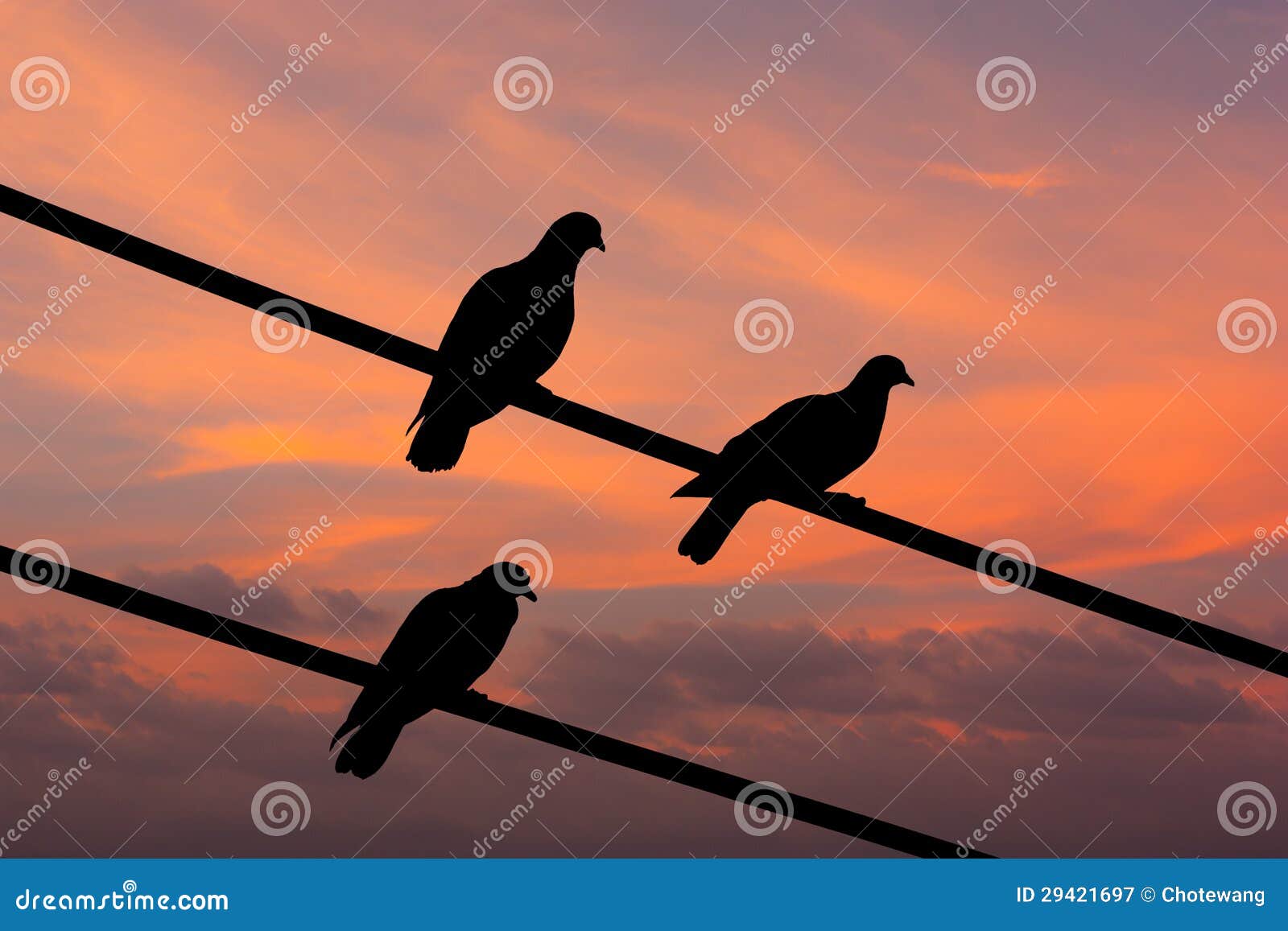 Silhouette View of Pigeons Under Twilight Sky Stock Image - Image of ...