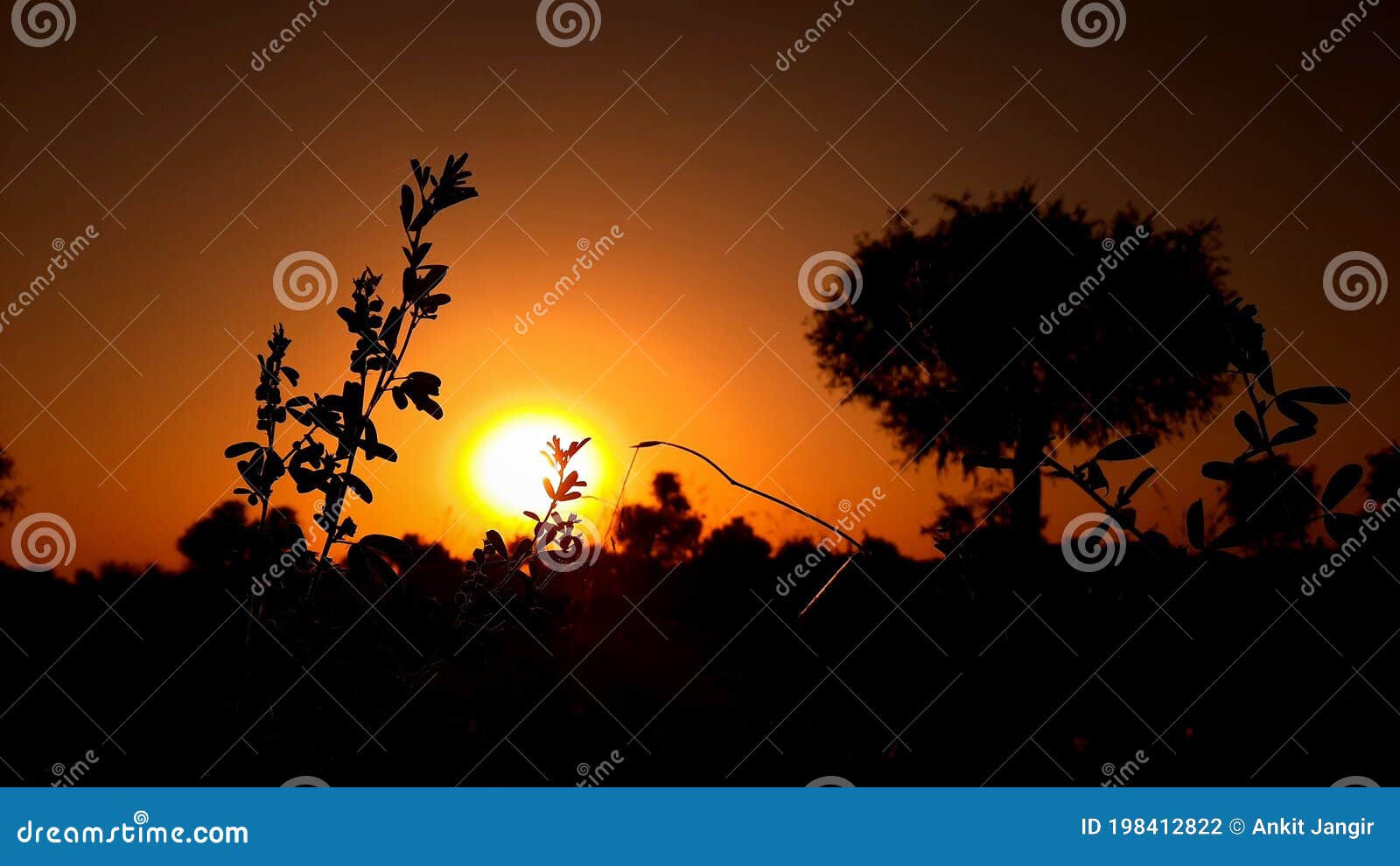 Silhouette of Weed or Grass in Golden Sunlight in Sunset at a Field ...