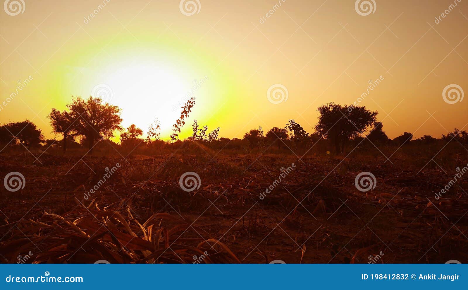Silhouette of Weed or Grass in Golden Sunlight in Sunset at a Field ...
