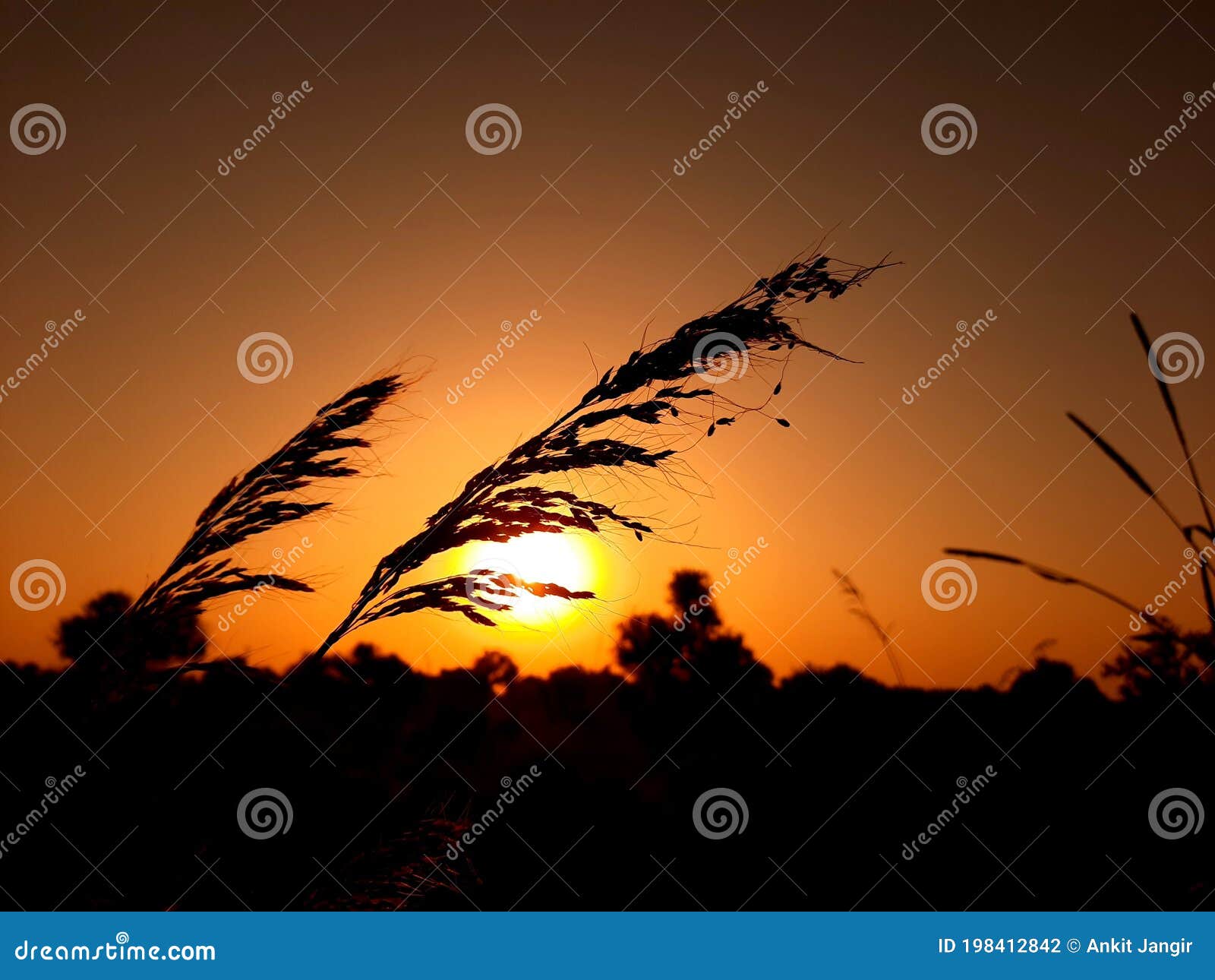 Silhouette of Weed or Grass in Golden Sunlight in Sunset at a Field ...