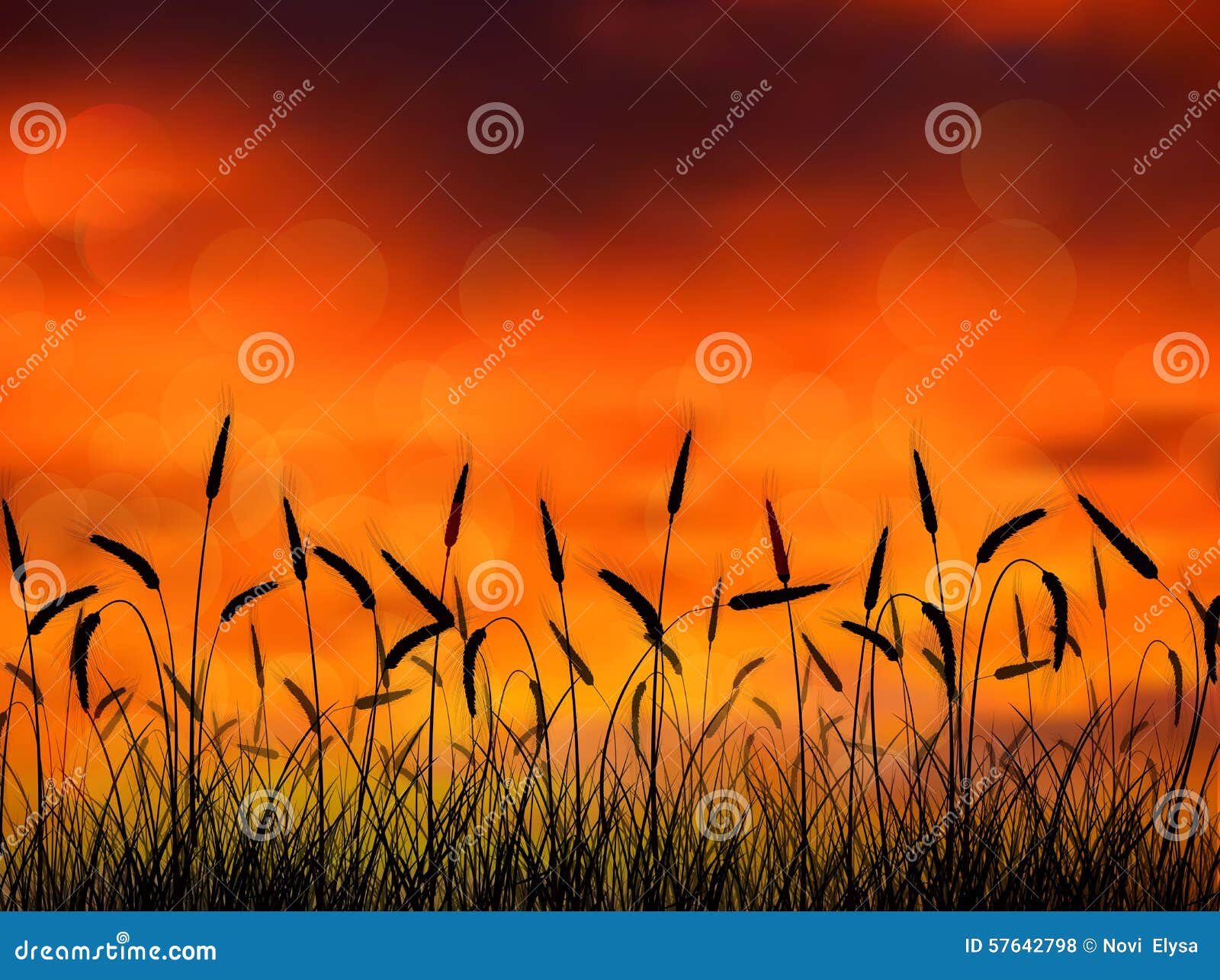 Silhouette of Wheat when of Sunset Stock Vector - Illustration of grass ...