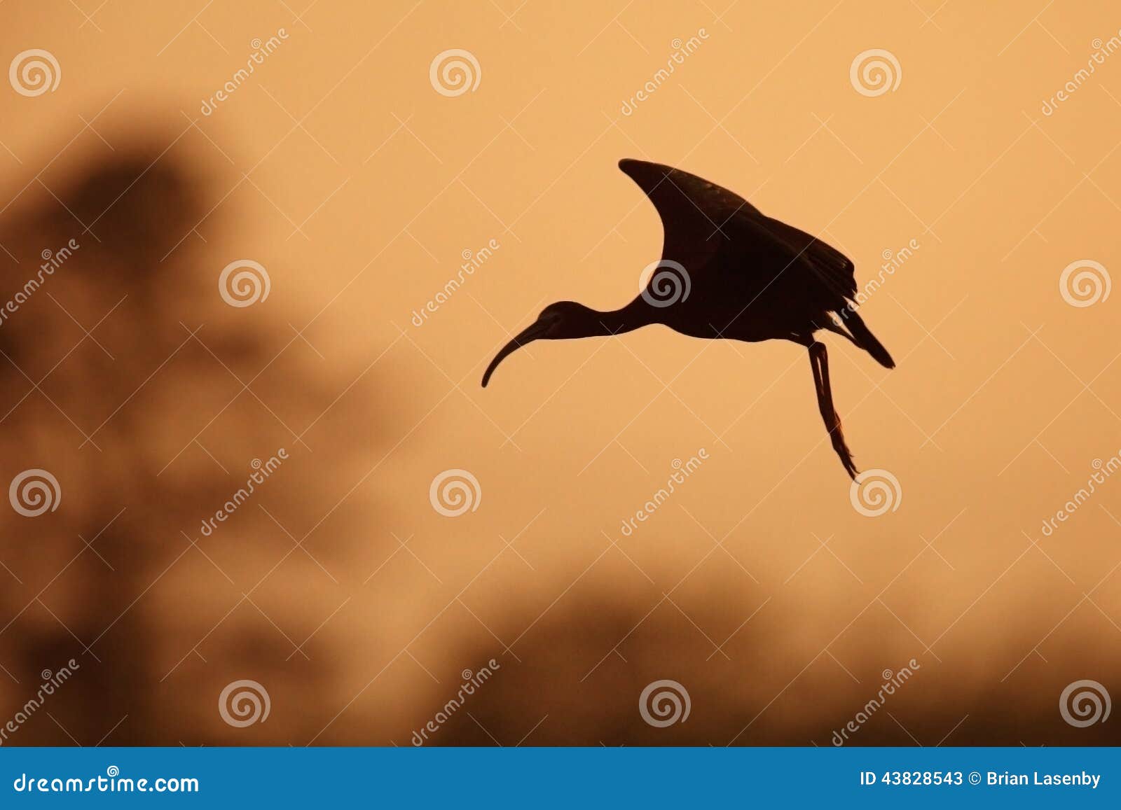 Silhouette of White-faced Ibis in Flight at Sunset Stock Image - Image ...