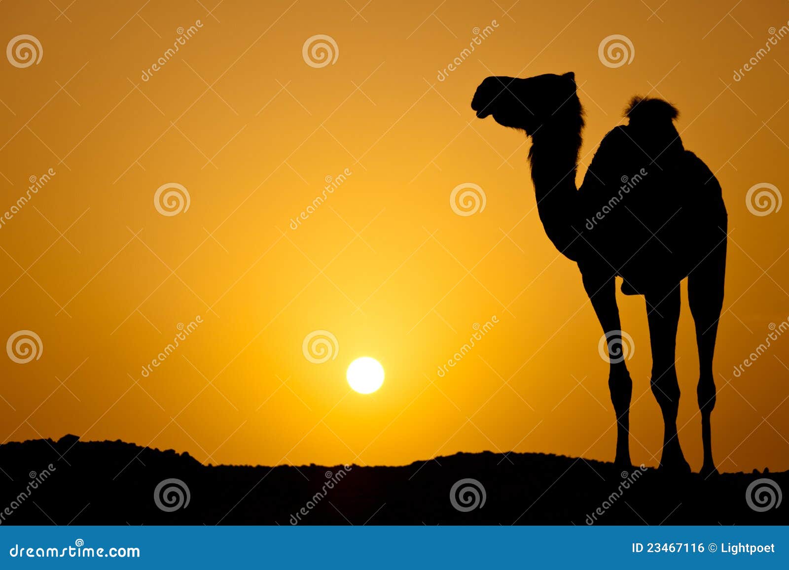 Silhouette of a Wild Camel at Sunset Stock Photo - Image of still ...