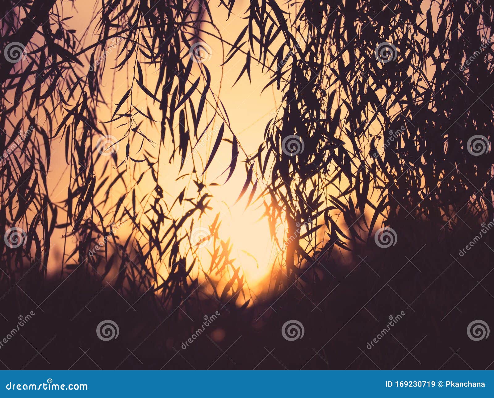Silhouette Willow Leaves Tree at Sunset Stock Image - Image of environment, mist: 169230719