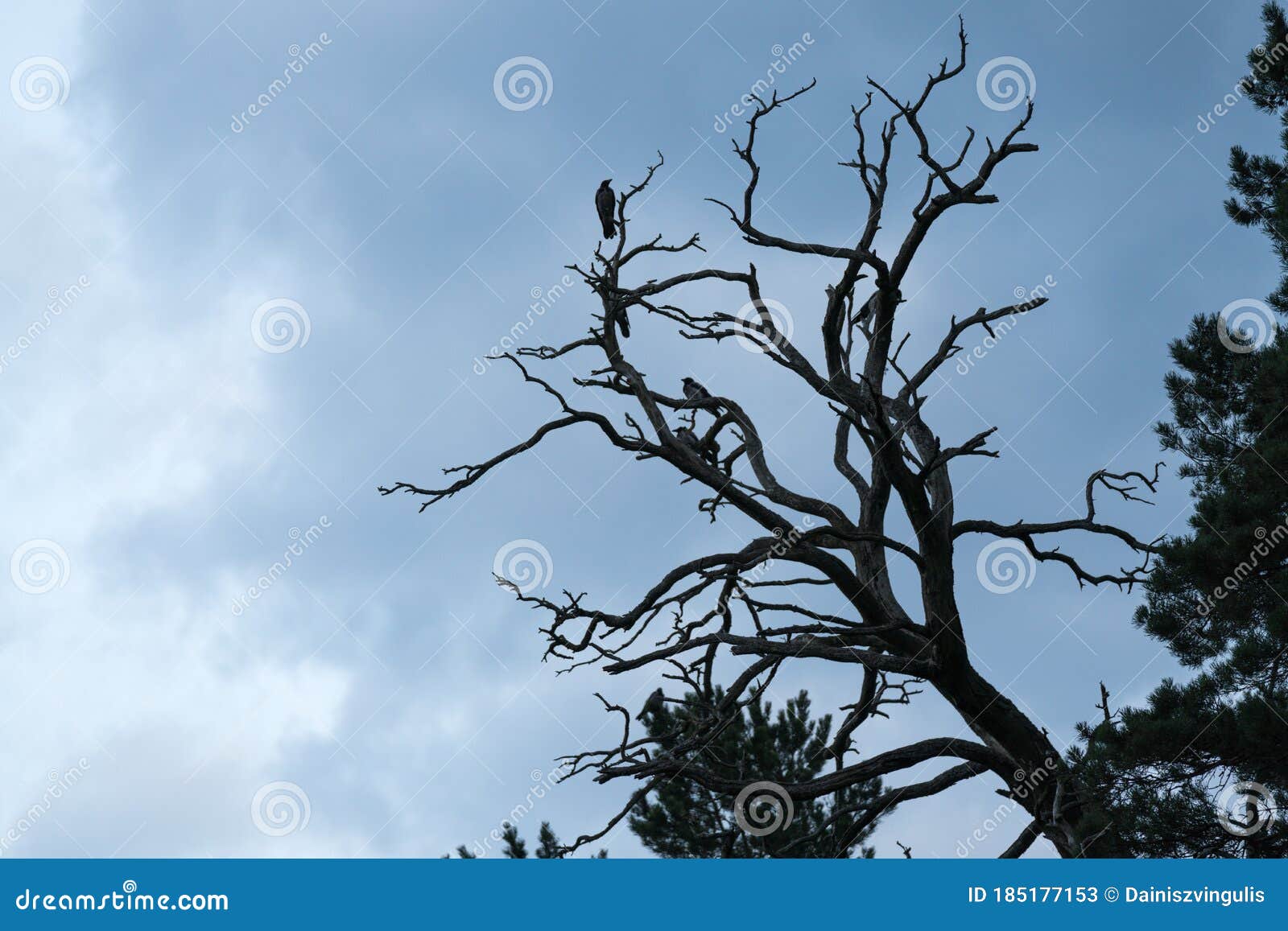 Withered Tree Silhouette and Sky at Night Stock Image - Image of ...