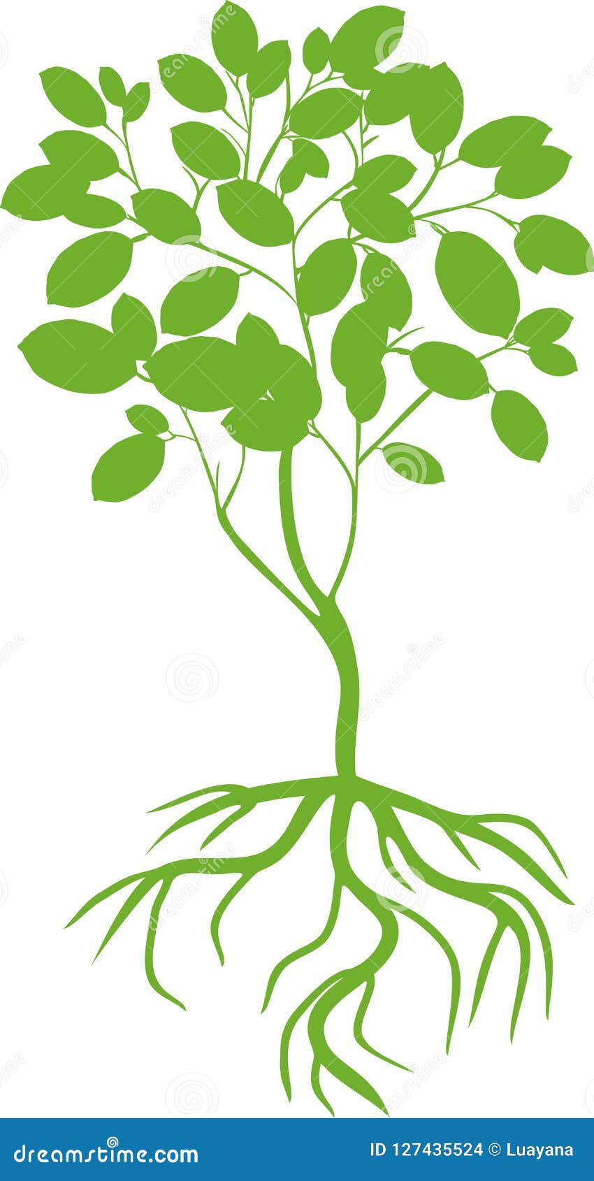 Silhouette of Young Deciduous Tree with Green Crown and Root System ...