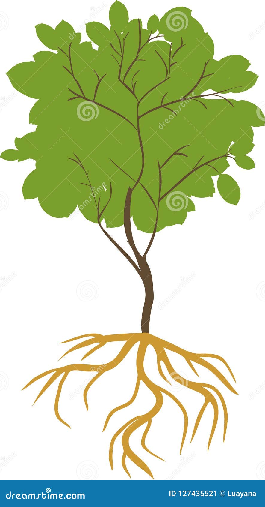 Silhouette of Young Deciduous Tree with Green Crown and Root System ...