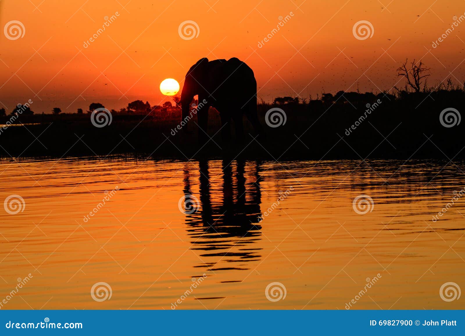 Silhouetted African Elephant and Shadow Reflected in Water Stock Photo ...