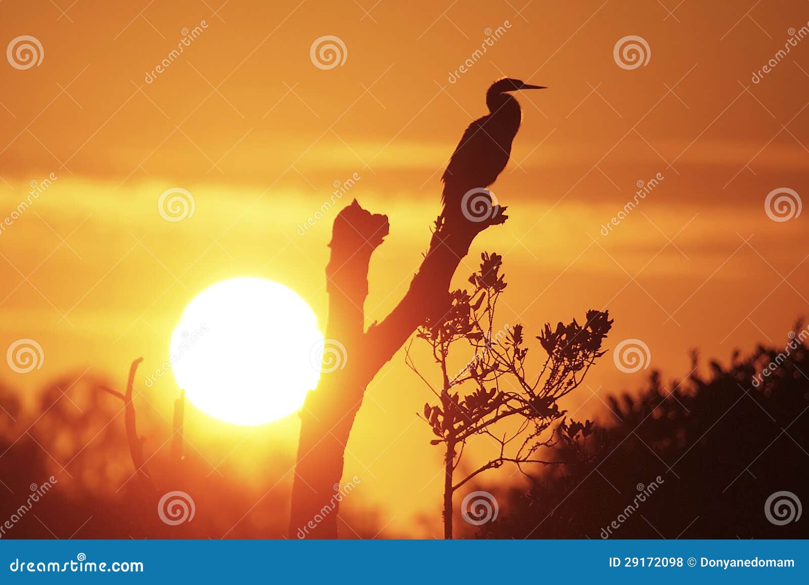 Silhouetted Anhinga stock photo. Image of anhinga, sunset - 29172098