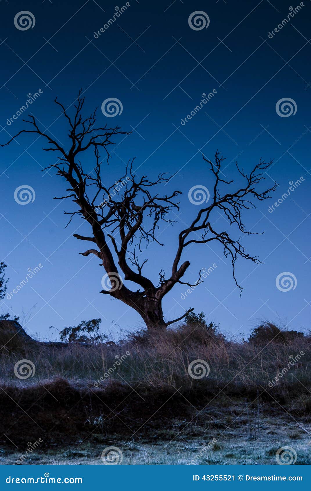 Gnarled Dead Tree Twisting Out From Under Sandstone Slab Royalty-Free ...